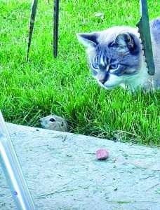 Welcome Back DakRats! – Northern Sentry